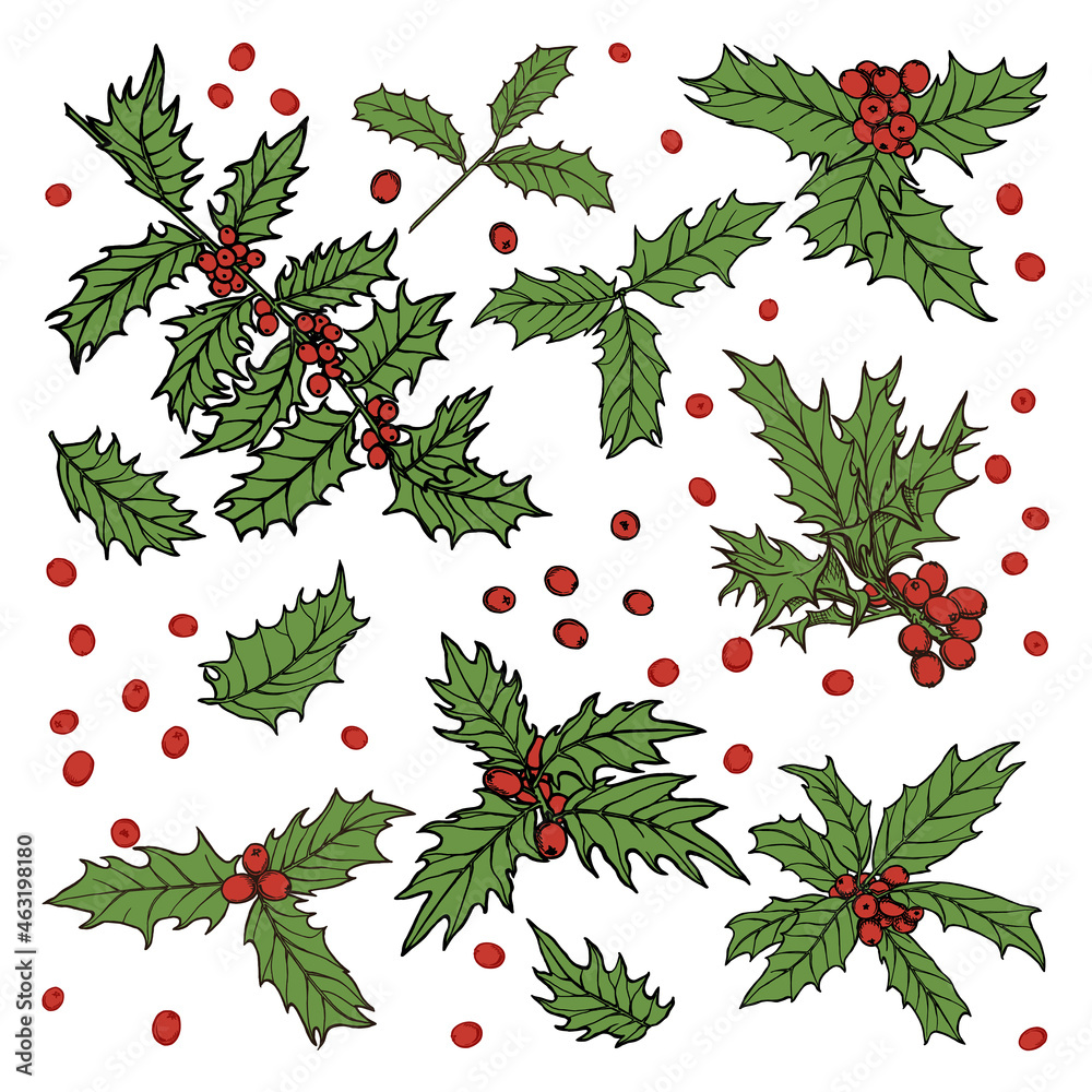 Winter Collection with branches and berries of holly. Holiday signs ...