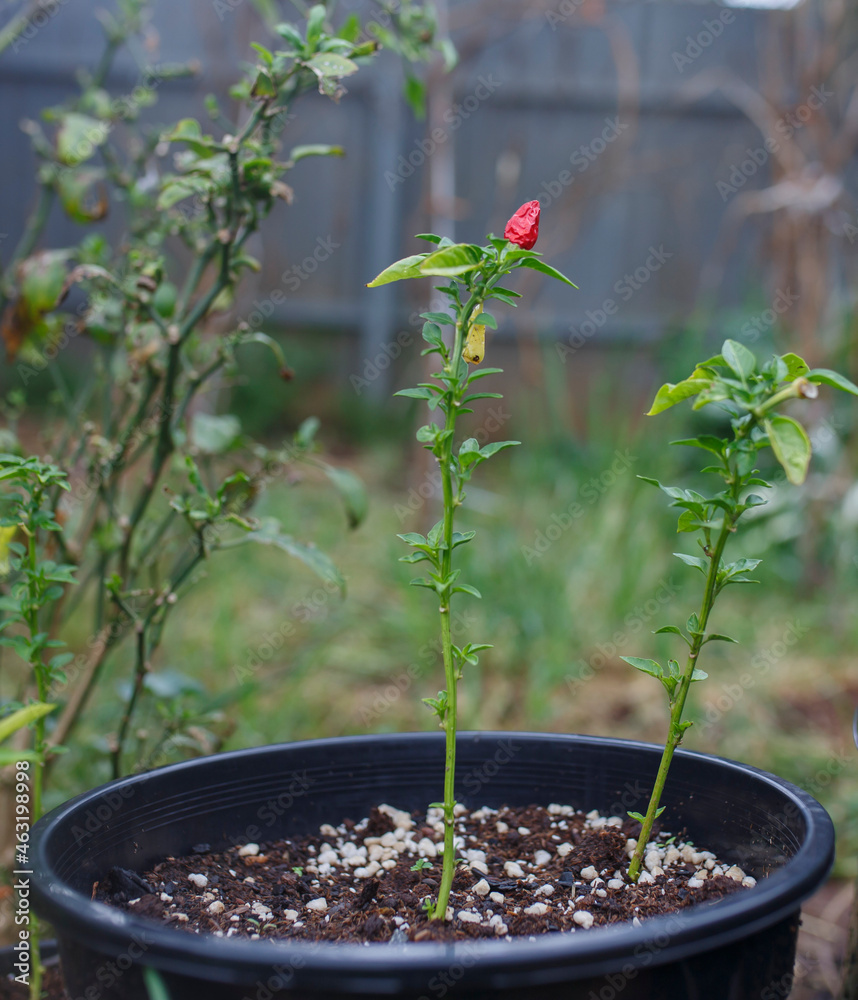 red chilli growing in a black pot outdoors in Adelaide, South Australia ...
