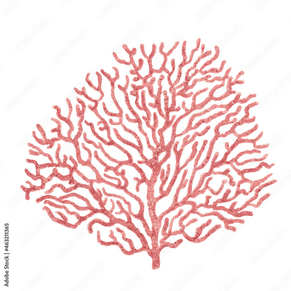 Coral isolated on a white background. Hand-drawn sketch. Stock Vector ...