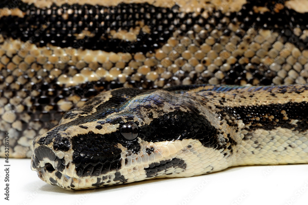 Peruvian long-tailed boa (Boa constrictor longicauda) on a white ...