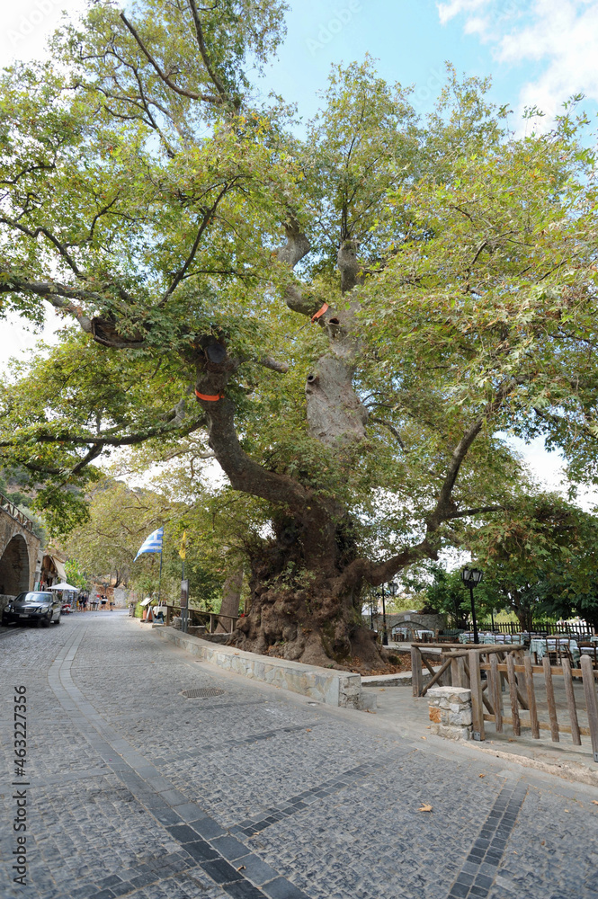 Platanes géants du village de Krassi en Crète Stock Photo | Adobe Stock