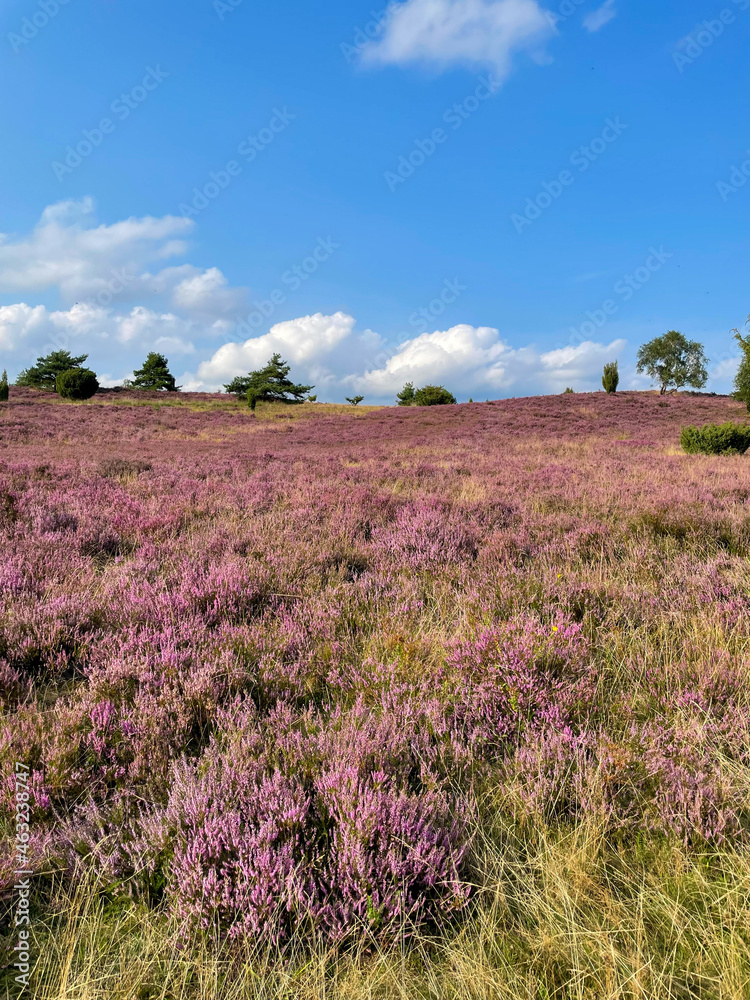 Stunning view of blooming heath with pink purple heather flowers in ...