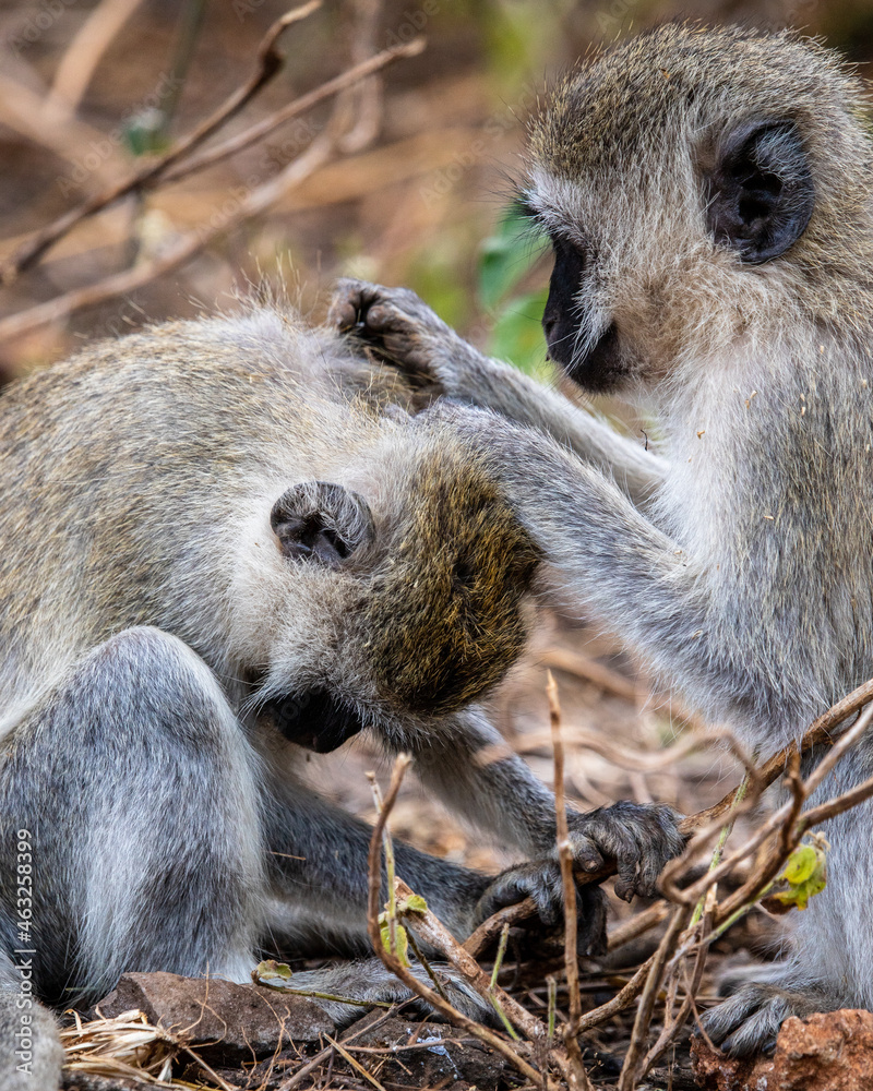 PARC TANRANGIRE SAFARI singes qui se cherchent des poux. Stock Photo ...