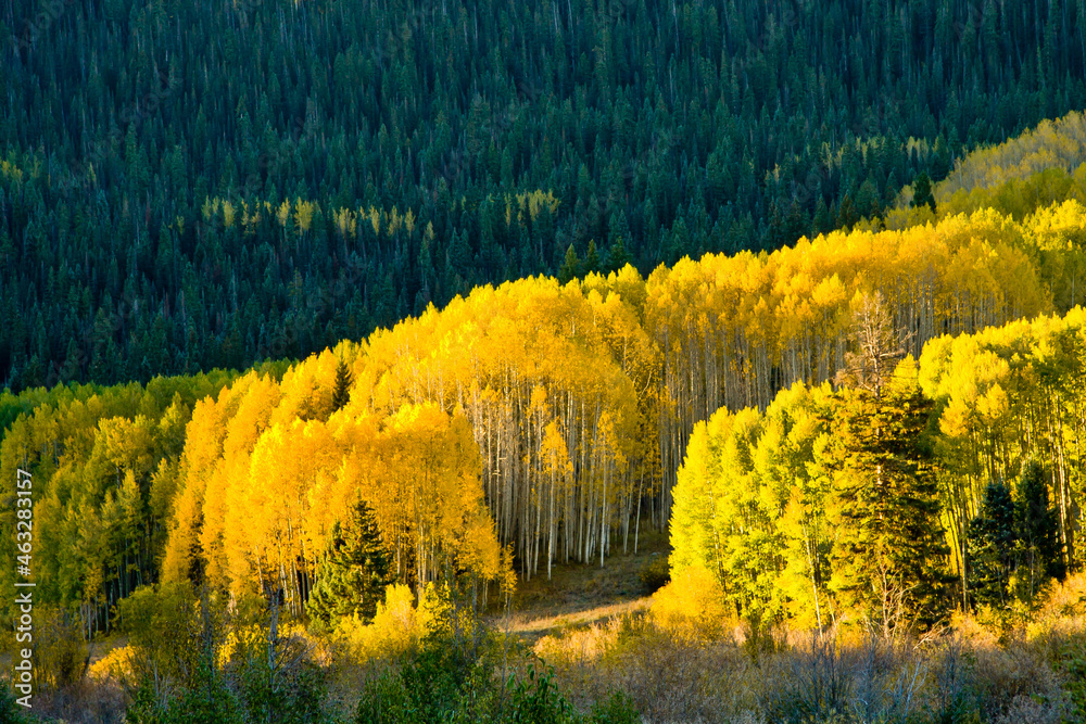 Sunlit Aspen Grove - Fall colors of a sunlit clearing surrounded by ...