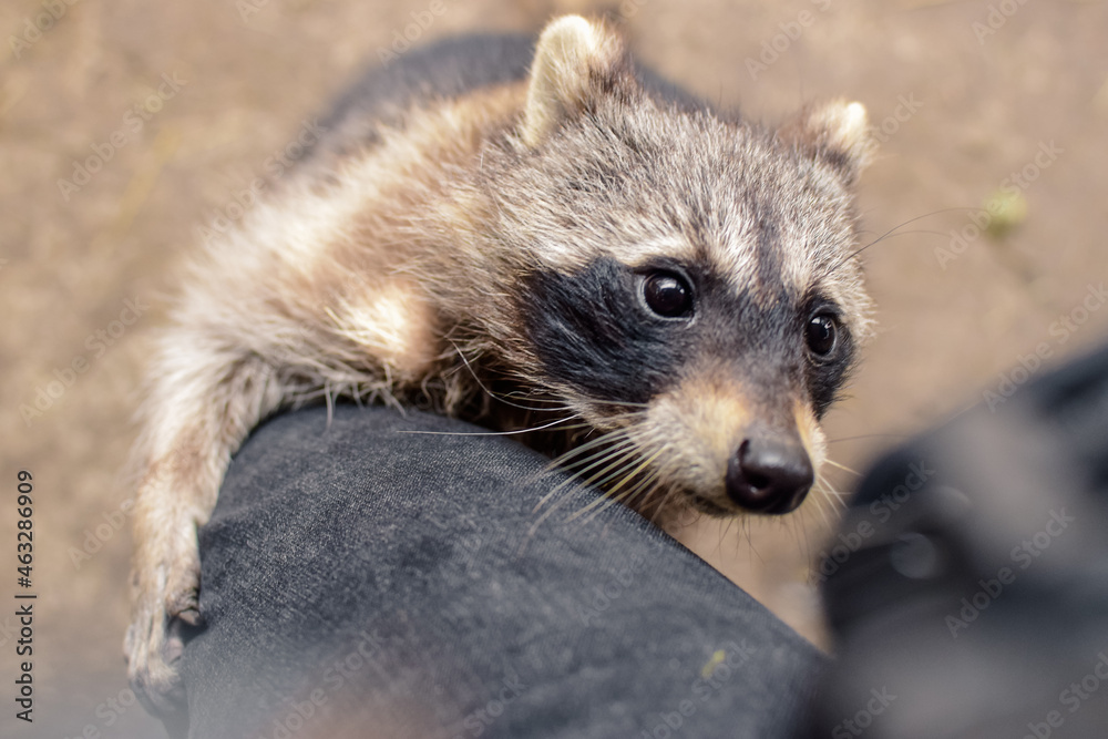 A young raccoon hugs the leg of a man in the hope of a tasty treat and ...