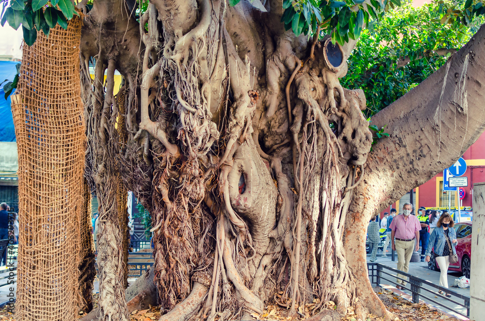 Old liana tree, Ficus macrophylla or microcarpa, with air roots in a ...