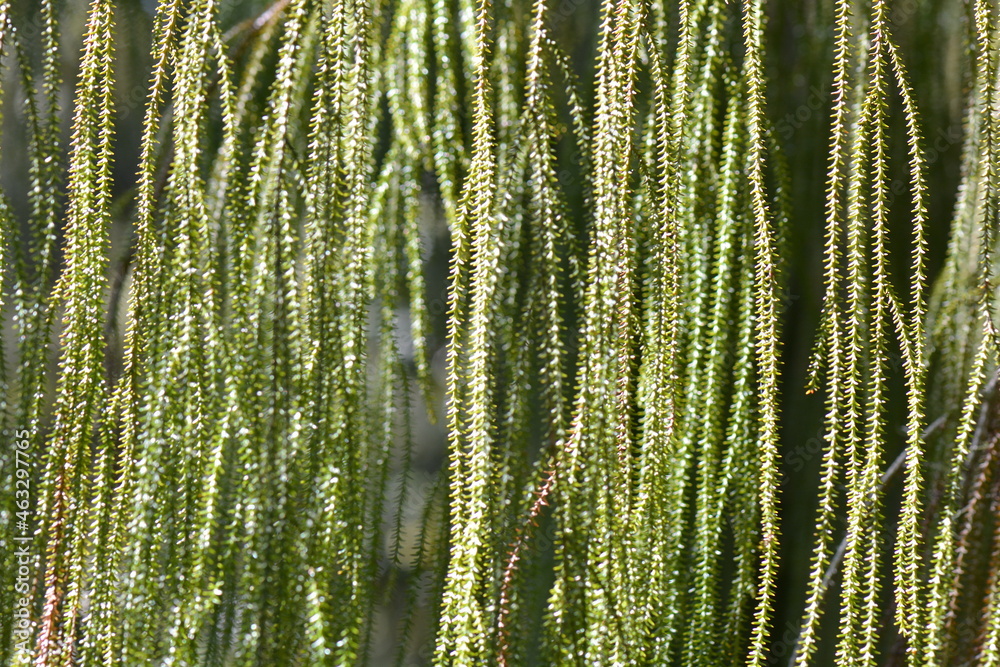 Rimu Tree leaves for graphic design elements Stock Photo | Adobe Stock