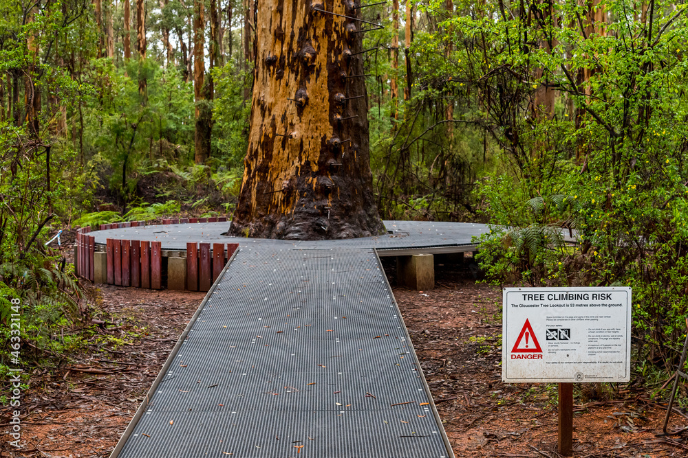Foto de Karri trees in the Valley of the giants in the southwest of ...