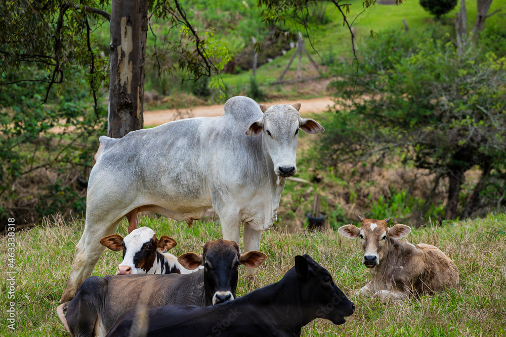 Fotografia de gado brasileiro no pasto, na fazenda, ao ar livre, na ...