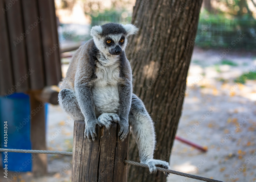 Ring tailed furry Lemur sitting on a tree stump. Ring-tailed lemur ...