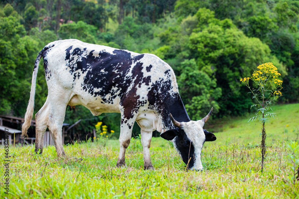 Fotografia de gado brasileiro no pasto, na fazenda, ao ar livre, na ...