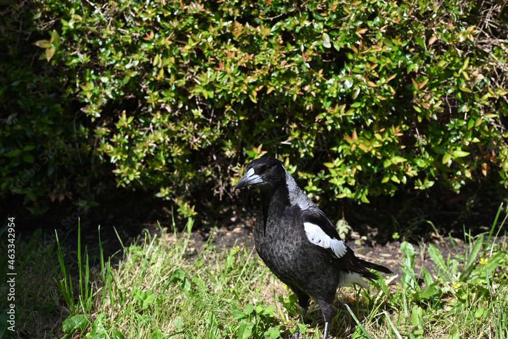 Female Australian magpie standing on a sunlit lawn, with a hedge in the ...
