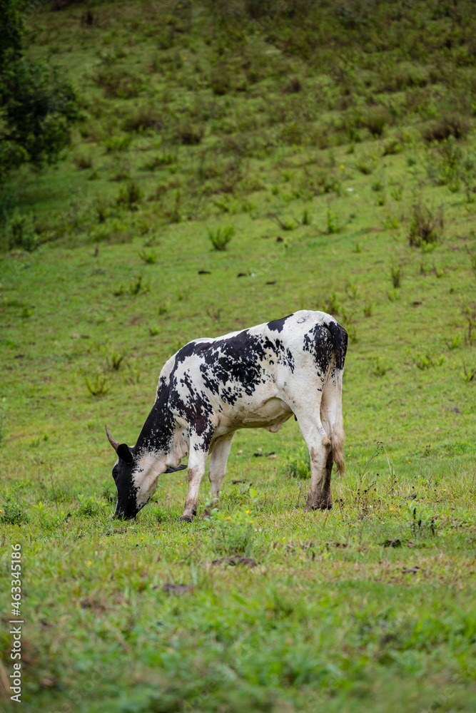 Foto de Fotografia de gado brasileiro no pasto, na fazenda, ao ar livre ...
