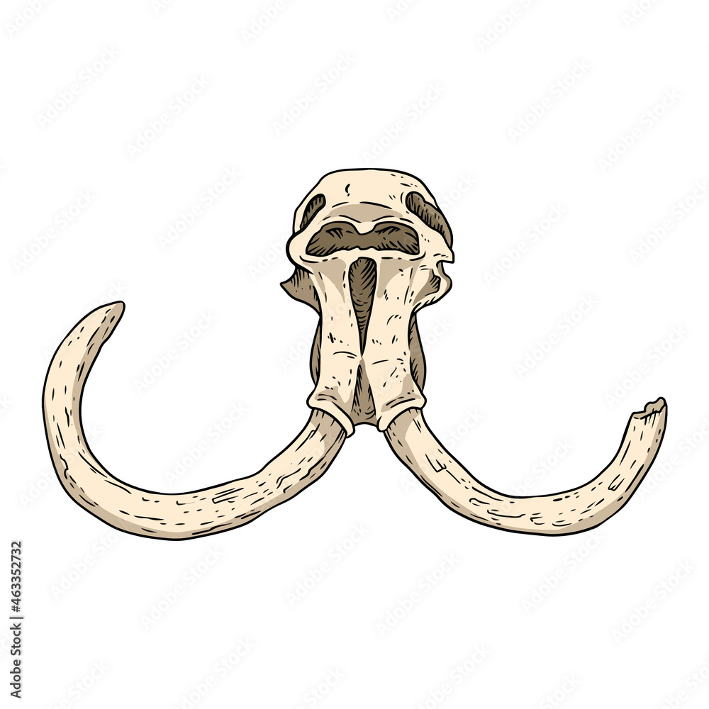 Mammoth fossilized skull with tusks hand drawn sketch image. Animal ...