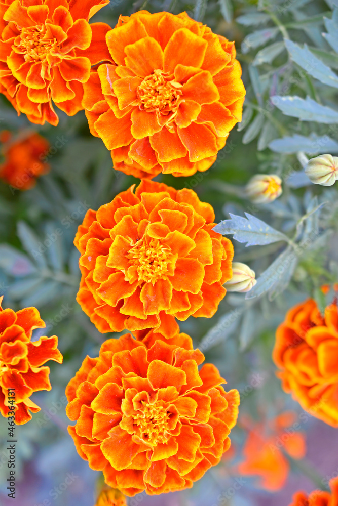 Red and yellow flowers marigolds lat. tagetes is a genus of annual and ...