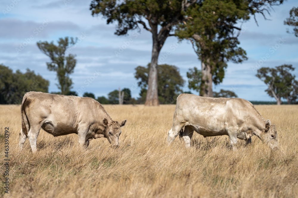 Mustering and herding cows on a station in summer, in Australia. Stock ...