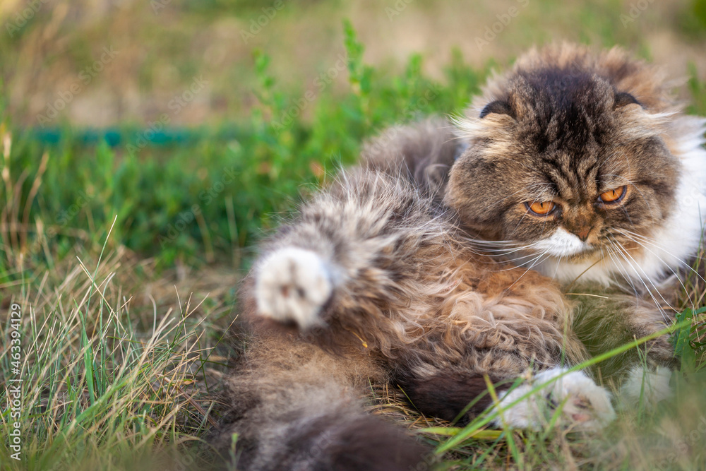 Feline hairiness and tenderness is represented by incredibly soft and ...