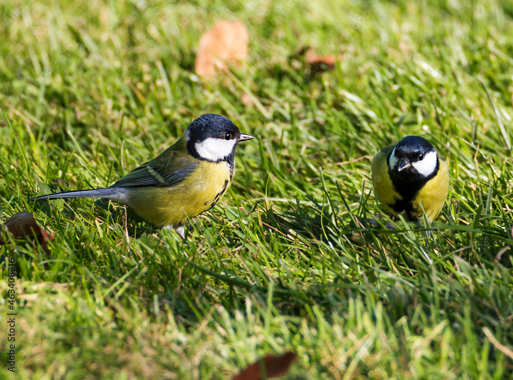 Two titmouses (Latin Parus major). The dorsal side is yellowish-green ...