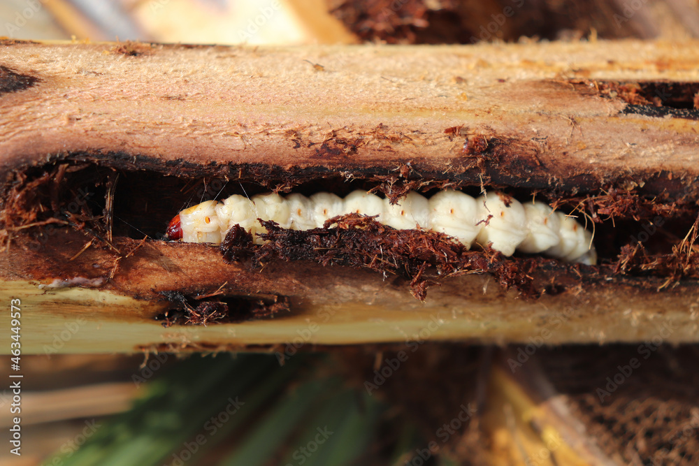 Invasive Larva of Paysandisia Archon Feeding in the stems and trunks of ...