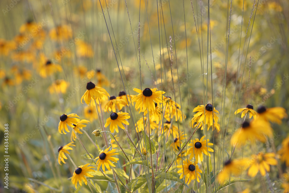 Yellow Sunflowers Rudbeckia. Bright yellow flowers of rudbeckia on ...