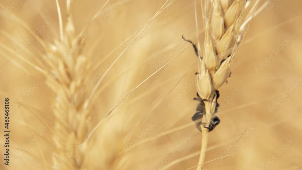 cereal crops field field. Agriculture. Harmful beetles spoil the wheat ...