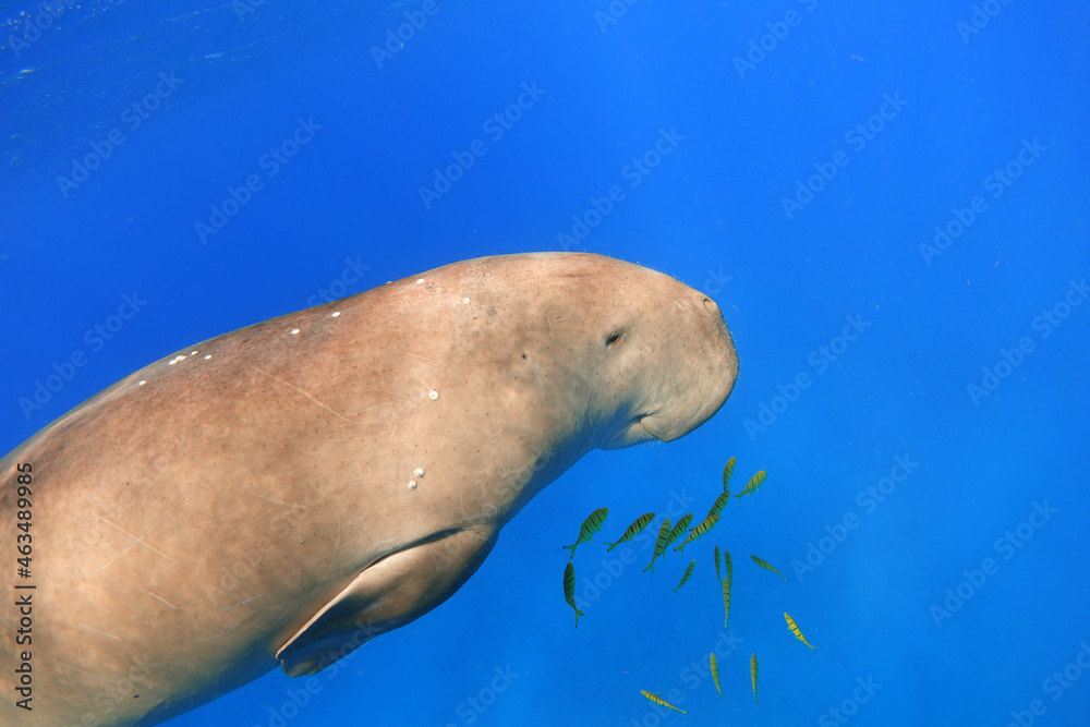Dugong in the ocean, close up. Marine mammal. Stock Photo | Adobe Stock