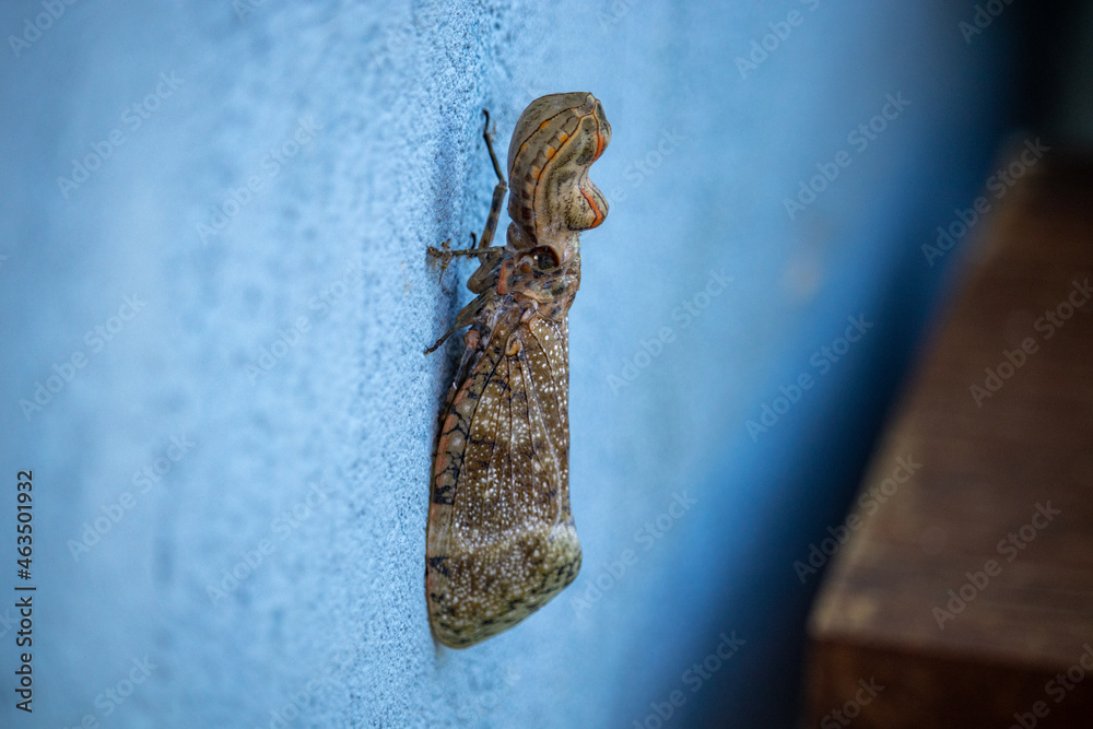 Close up of a Fulgora laternaria, also known as lantern fly, peanut bug ...