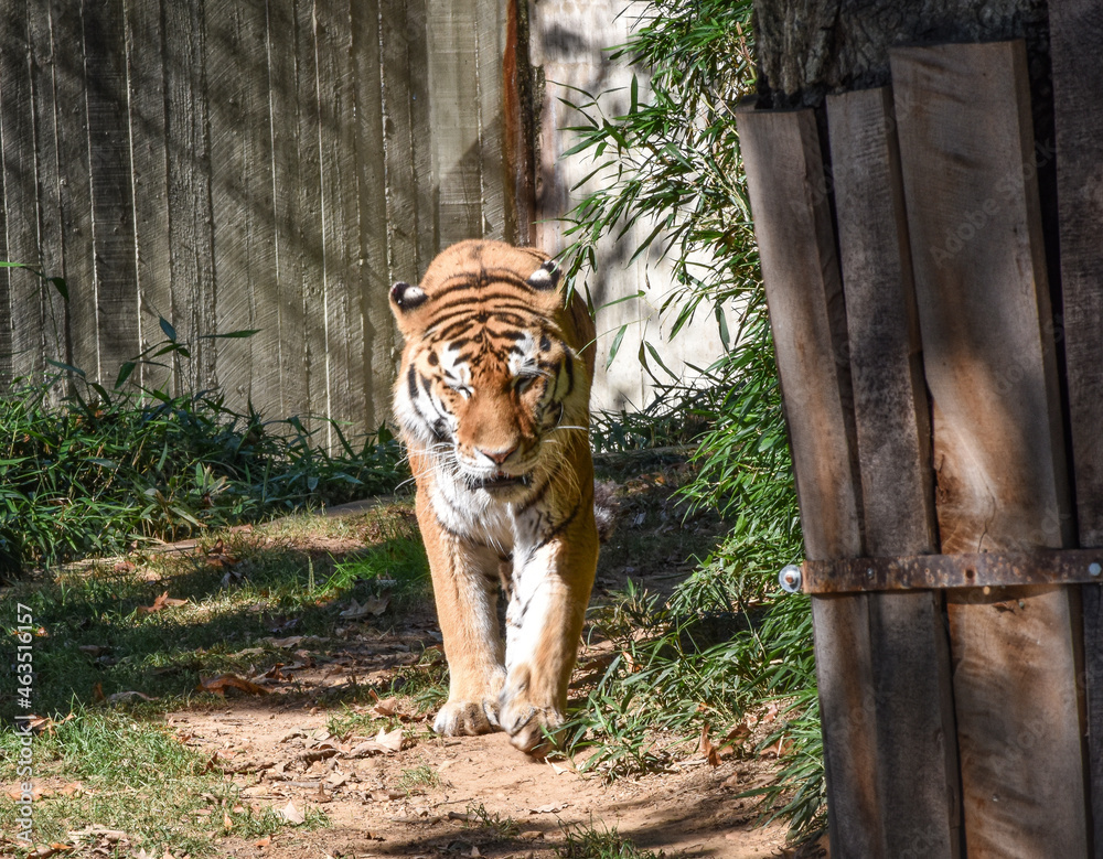 Washington, DC, USA - October 15, 2021: Tiger pacing in its enclosure ...