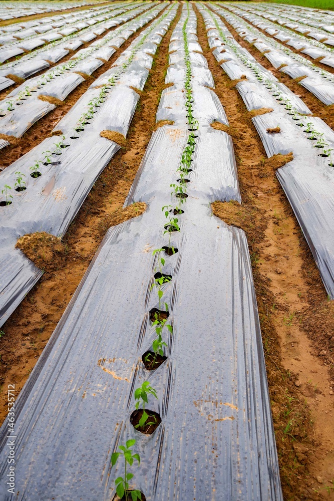 Cres of grown in rows with plastic mulching.Planting with mulching of ...