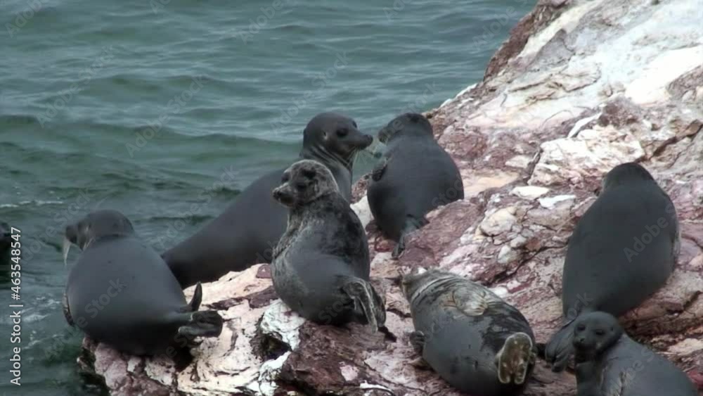 Newborn pup Baikal seal Pusa sibirica on Ushkany Islands belongs to ...