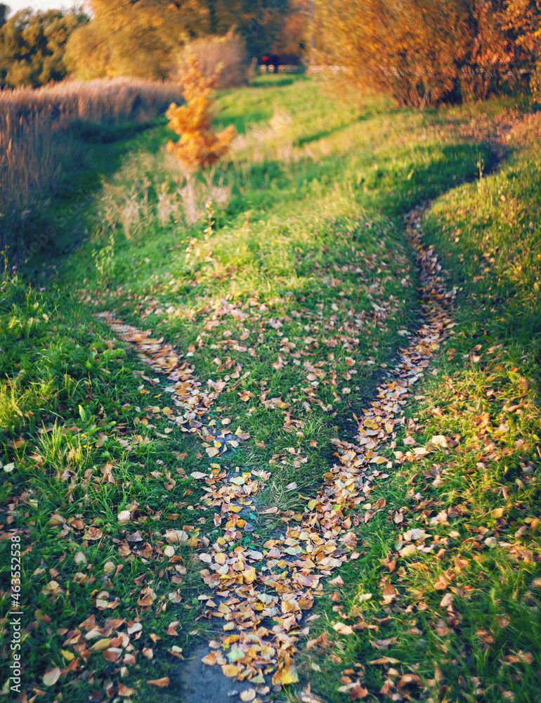 The trail splits into two paths, covered with fallen leaves, diverging ...