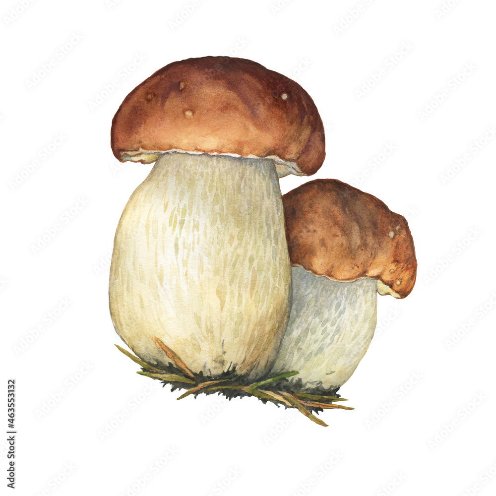 Boletus edulis mushroom with brown hat (cep, porcini, king bolete ...