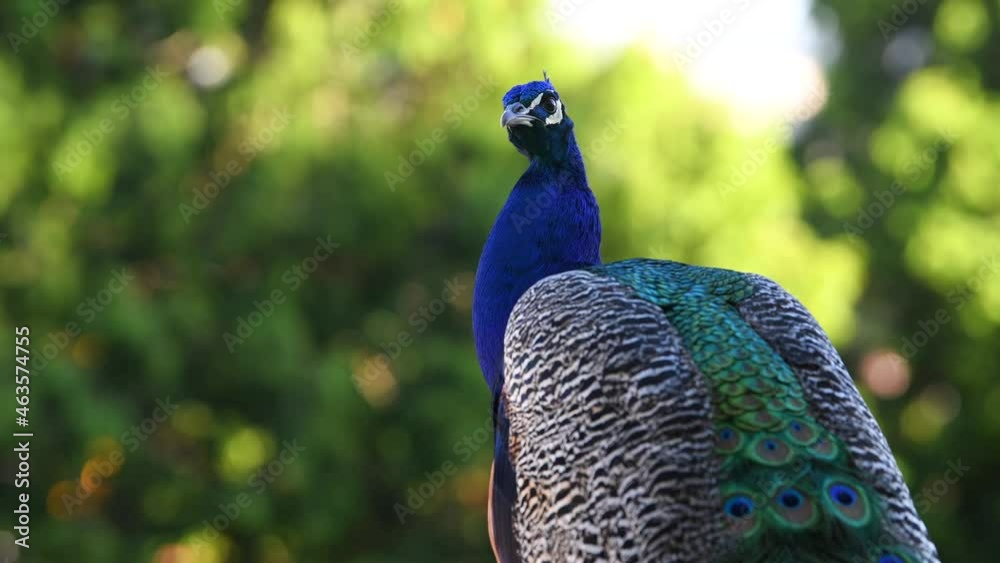 Close up 4k video view of an amazing peacock and its great blue color ...