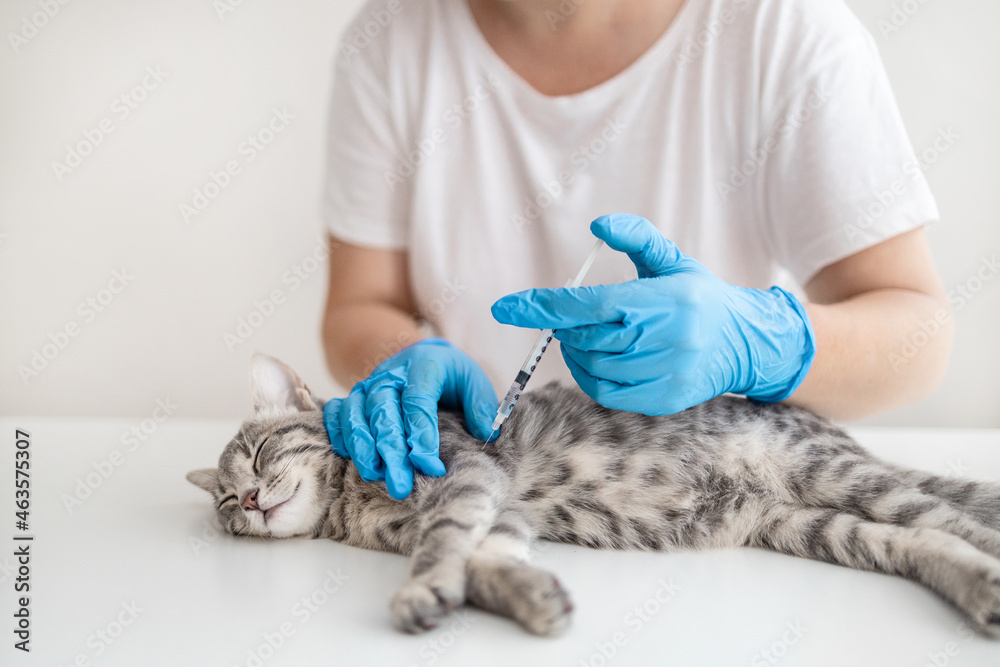 Veterinary doctor giving injection for kitten. Vaccination of animals ...