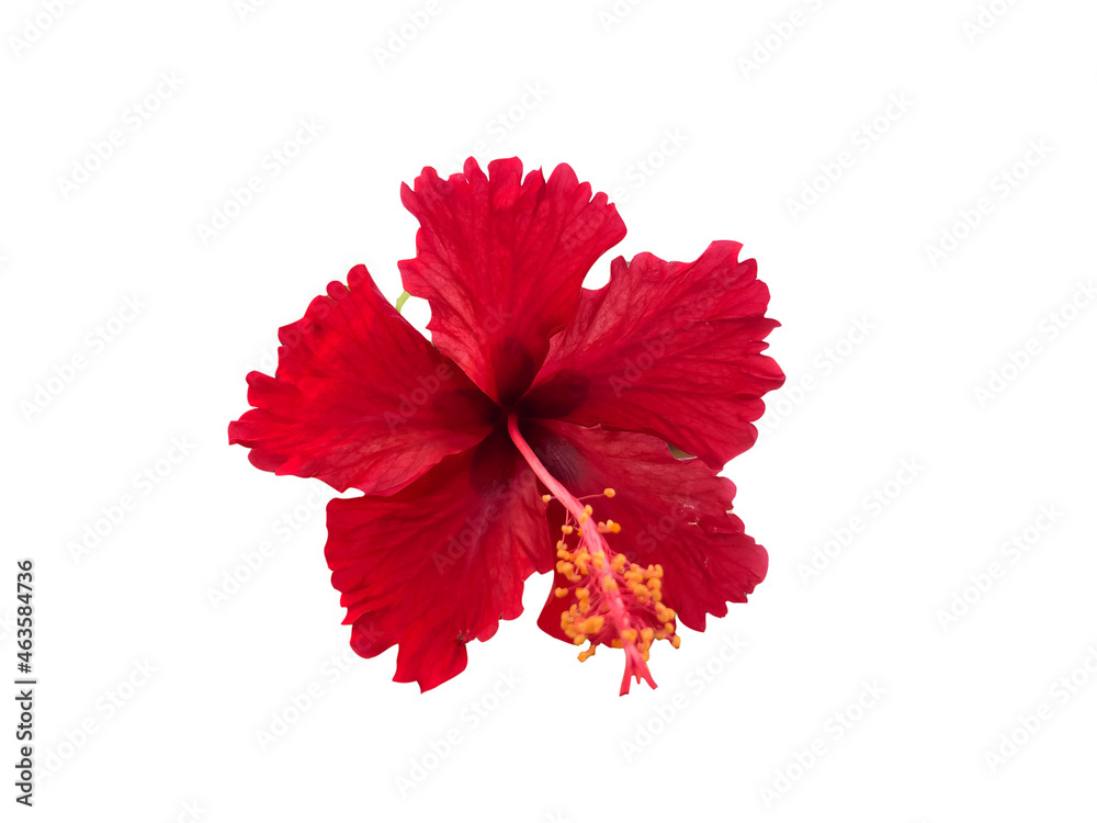 Red Hibiscus or popularly known as Bunga Raya in Malaysia isolated on a ...