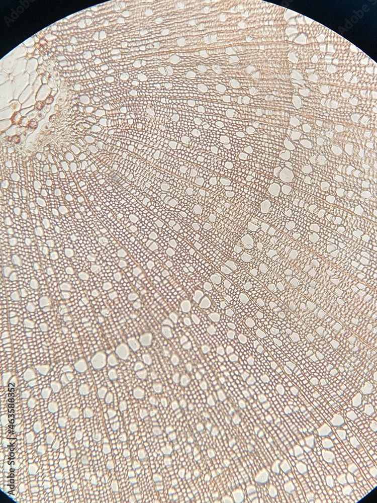 microscopic photo of pine wood structure Stock Photo | Adobe Stock