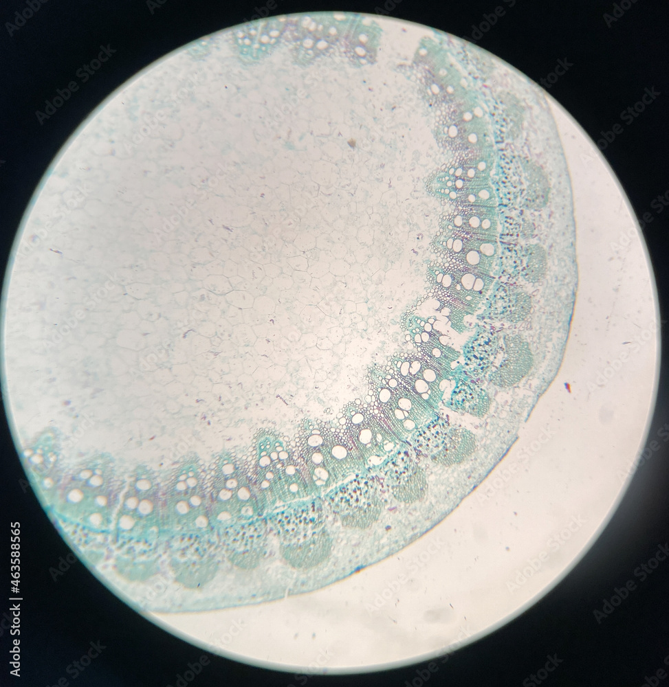 microscopic photo of pine stem structure Stock Photo | Adobe Stock