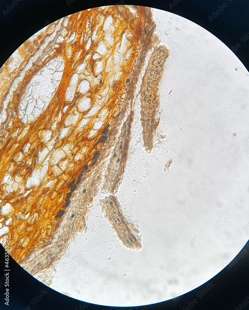 microscopic photo of pine wood structure Stock Photo | Adobe Stock