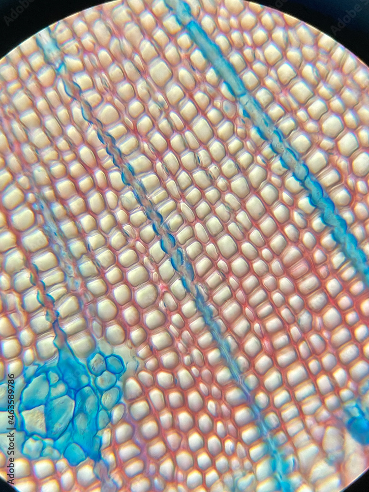 microscopic photo of plant stem structure Stock Photo | Adobe Stock