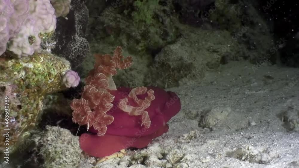 A giant red nudibranch sea slug Spanish Dancer Hexabranchus sanguineus ...