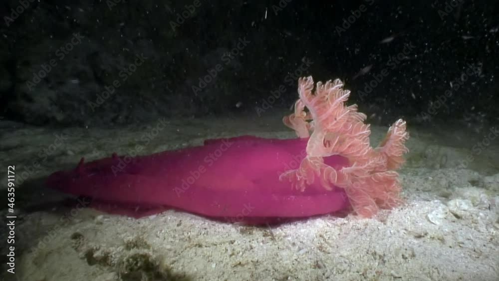 Video Stock A giant red nudibranch sea slug Spanish Dancer Hexabranchus ...