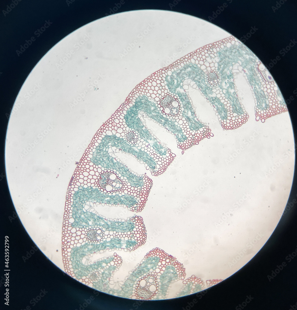 microscopic photo of grass leaf tissue Stock Photo | Adobe Stock