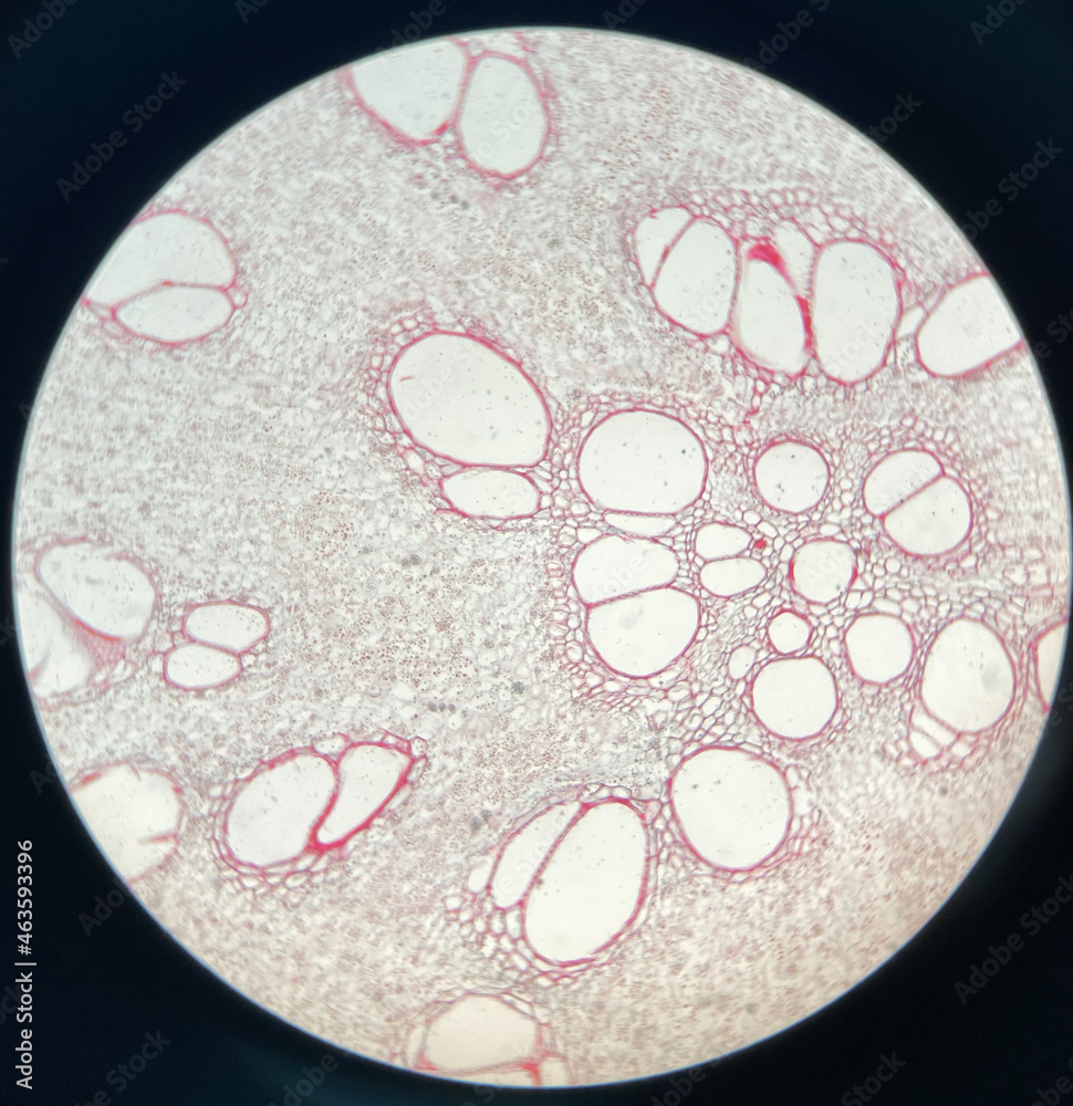 microscopic photo of Ipomoea aquatica root Stock Photo | Adobe Stock