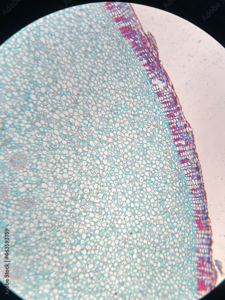 microscopic photo of iris rhizomes stem Stock Photo | Adobe Stock