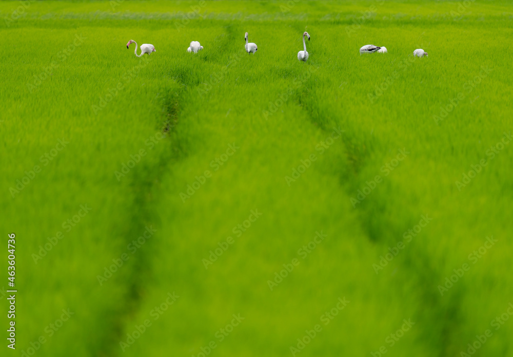 Rice field, wheel marks to the distance and flamingo group Stock Photo ...