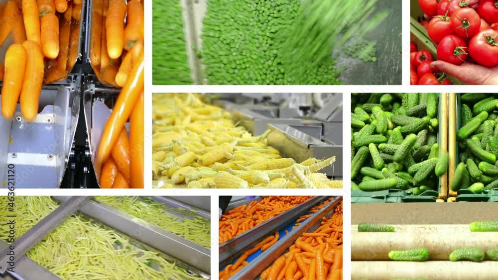 Vegetables in food processing plant, multi screen. People working ...