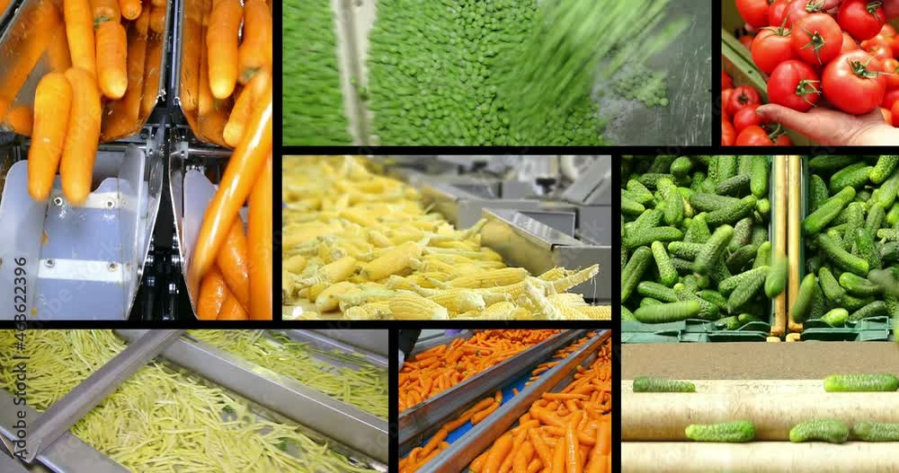 Vegetables in food processing plant, multi screen. People working ...