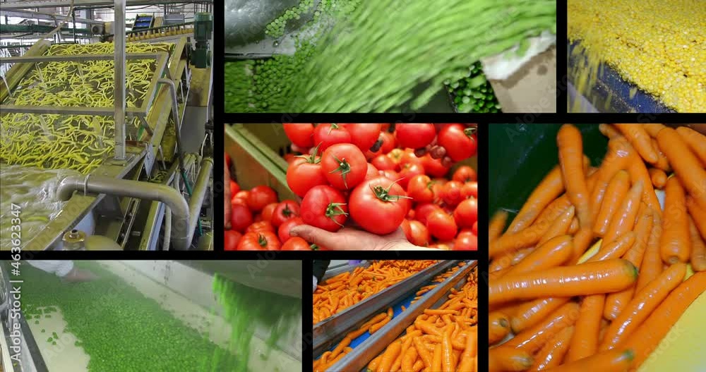 Vegetables in food processing plant, multi screen. People working ...