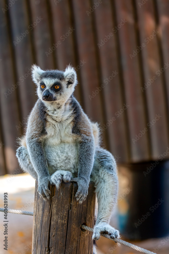 Ring tailed furry Lemur sits on a tree stump. Ring-tailed lemur sitting ...