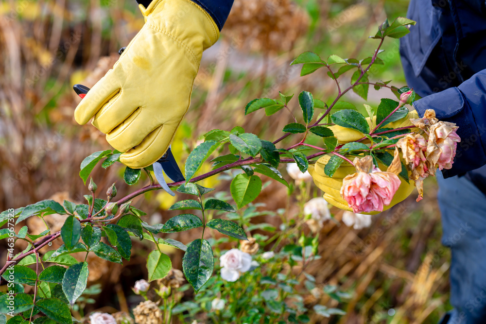 Pruning rose bushes in the fall. Garden work. The pruner in the hands ...